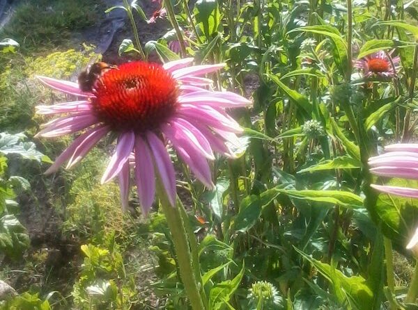 Lav din egen Echinacea-ekstrakt - NHT - Center for Naturlig Hormonterapi